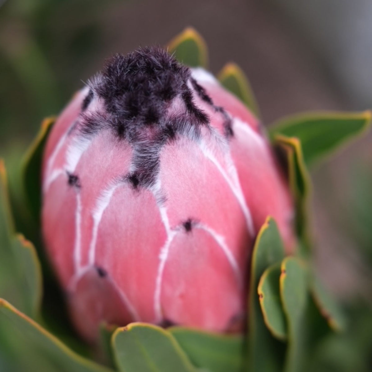 Protea 'Australis Ruby' 14cm – Gardenworld