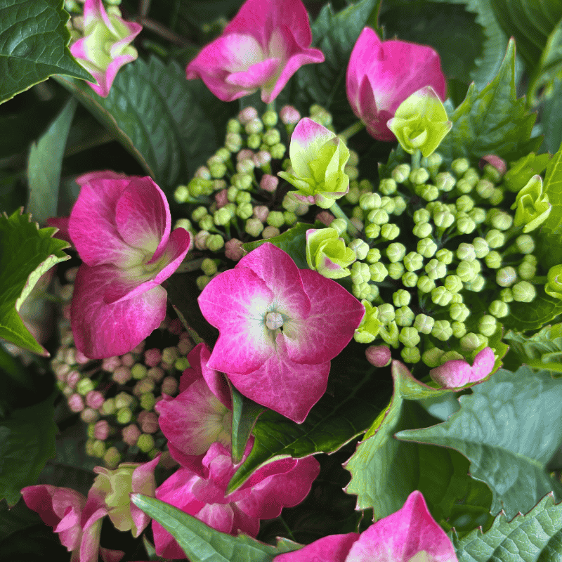 Hydrangea Lace Cap Red 20cm – Gardenworld