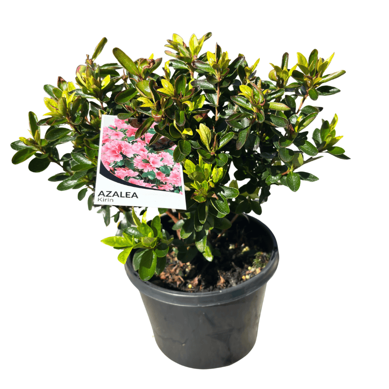 Azalea Kirin 17cm – Gardenworld