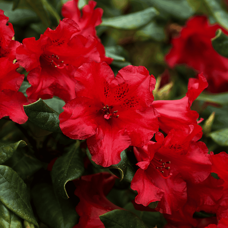 Azalea Scarlet Dragon 17cm – Gardenworld