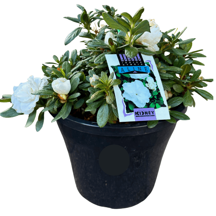 Azalea Aline 25cm – Gardenworld