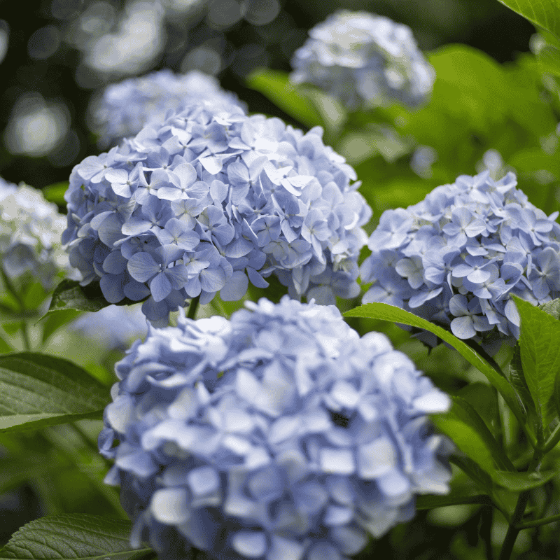 Hydrangea Magical Revolution Blue 20cm – Gardenworld