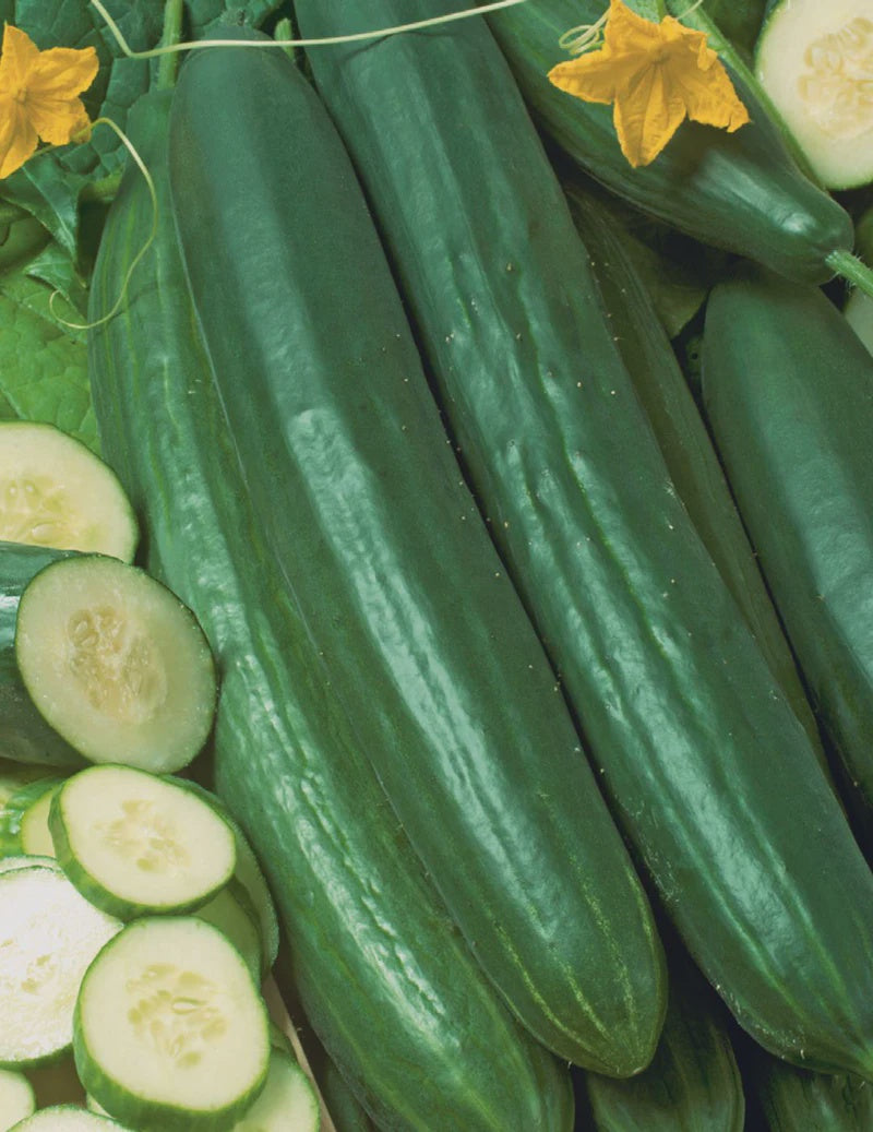 Cucumber Burpless F1 Seeds – Gardenworld