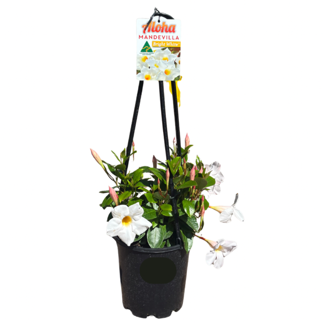 Mandevilla Aloha Bright White 17cm – Gardenworld