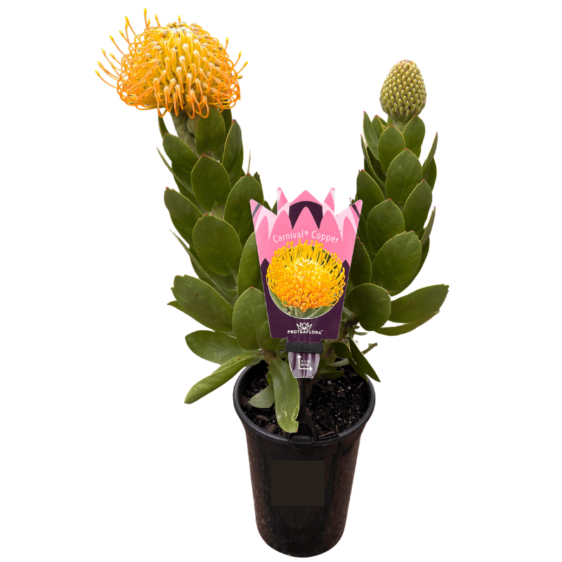 Leucospermum 'Carnival Copper' 14cm – Gardenworld