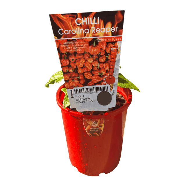 Chilli Carolina Reaper 10cm – Gardenworld