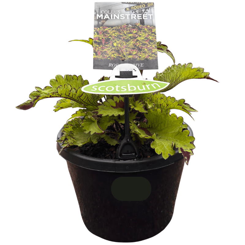 Coleus 'Rodeo Drive' 20cm – Gardenworld