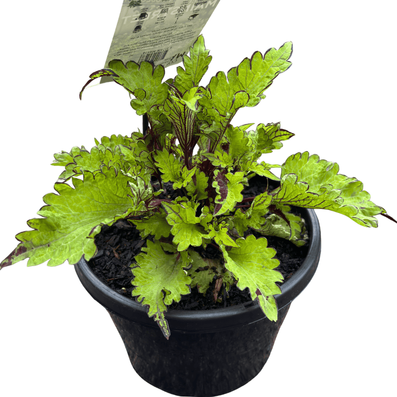 Coleus 'Rodeo Drive' 20cm – Gardenworld