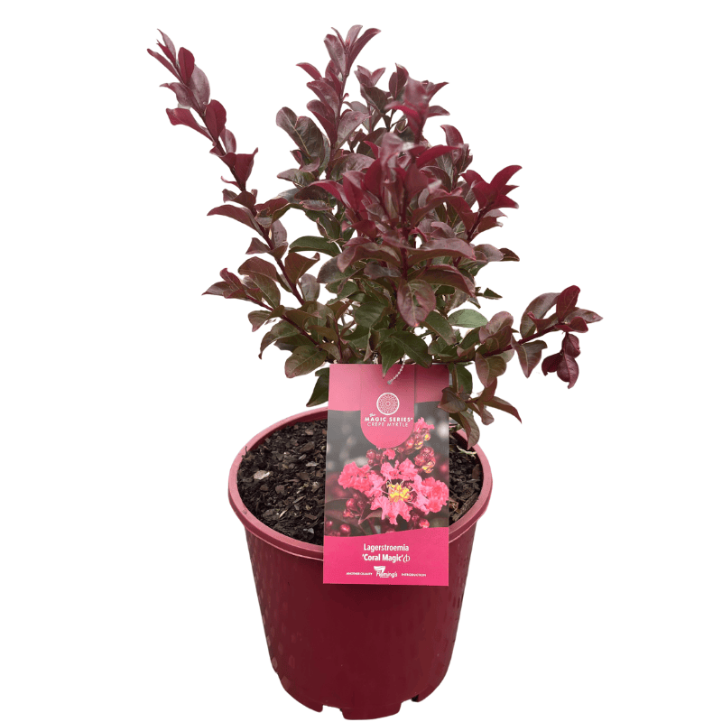 Lagerstroemia fauriei Coral Magic 20cm – Gardenworld