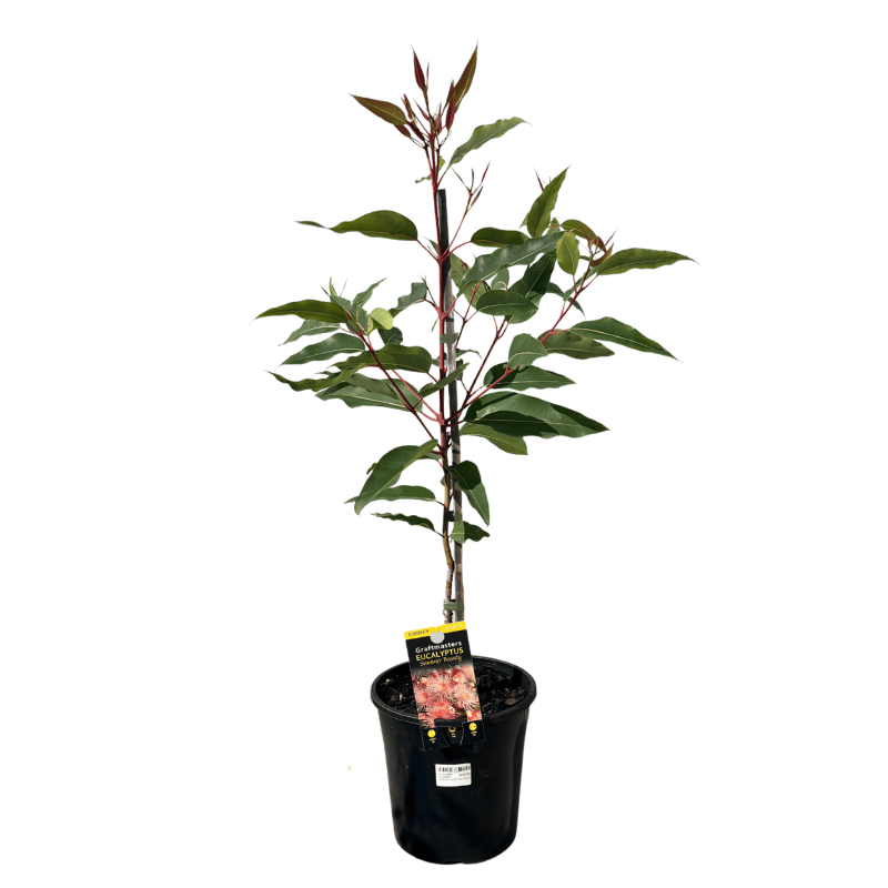 Corymbia 'Summer Beauty' Grafted 20cm – Gardenworld
