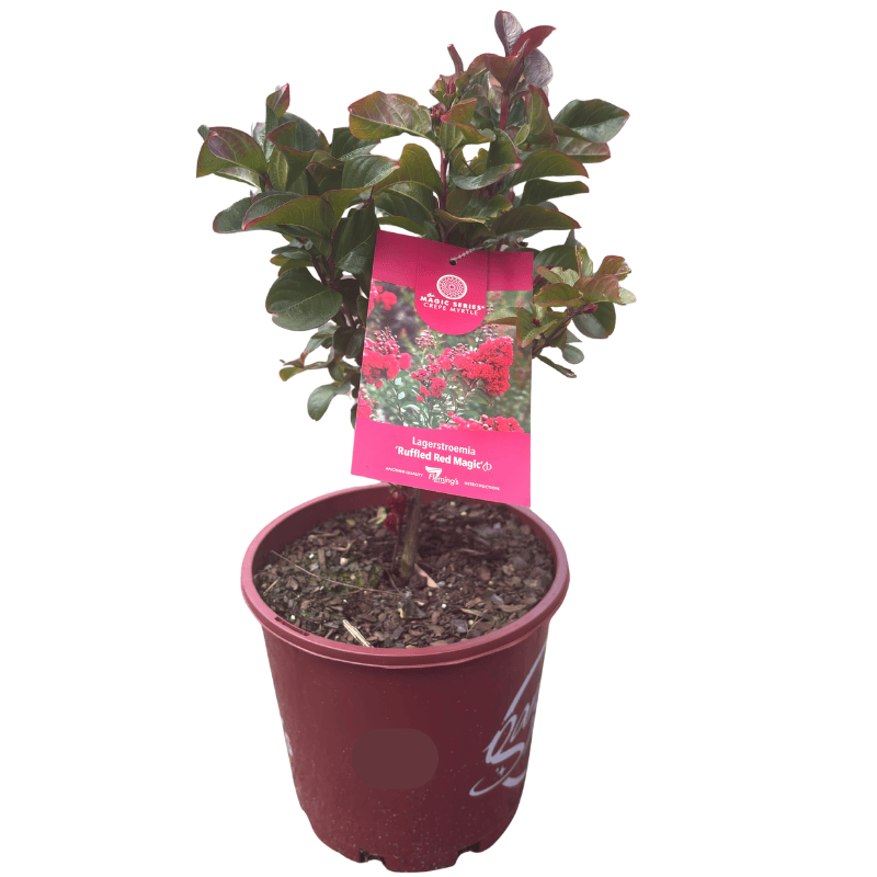 Crepe Myrtle - Lagerstroemia indica 'Ruffled Red Magic' 20cm – Gardenworld
