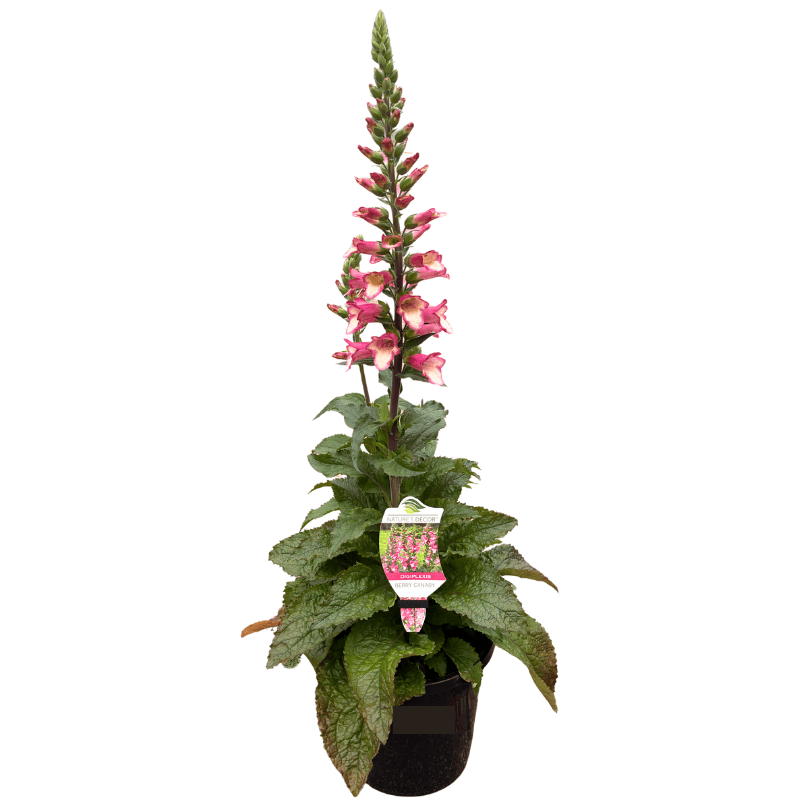 Digiplexis Assorted 20cm – Gardenworld