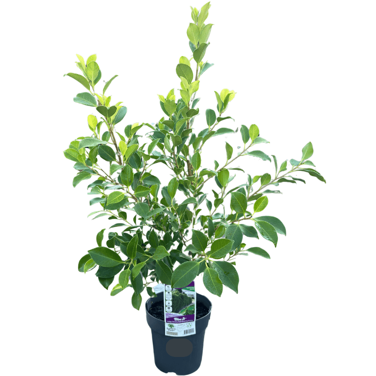Ficus hillii Microcarpa Flash 18cm – Gardenworld
