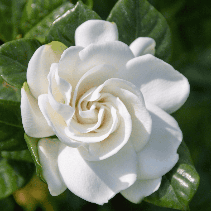Gardenia – Gardenworld