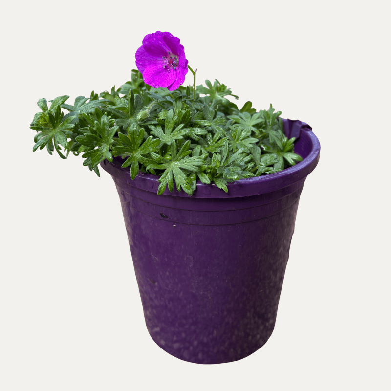 Geranium Big Purple 20cm – Gardenworld
