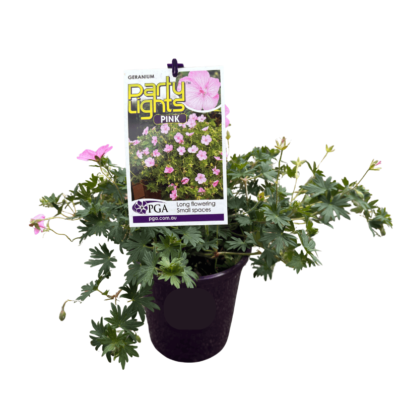 Geranium 'Party Lights Pink' 14cm – Gardenworld