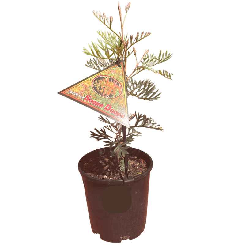 Grevillea 'Soopa Doopa' 14cm – Gardenworld