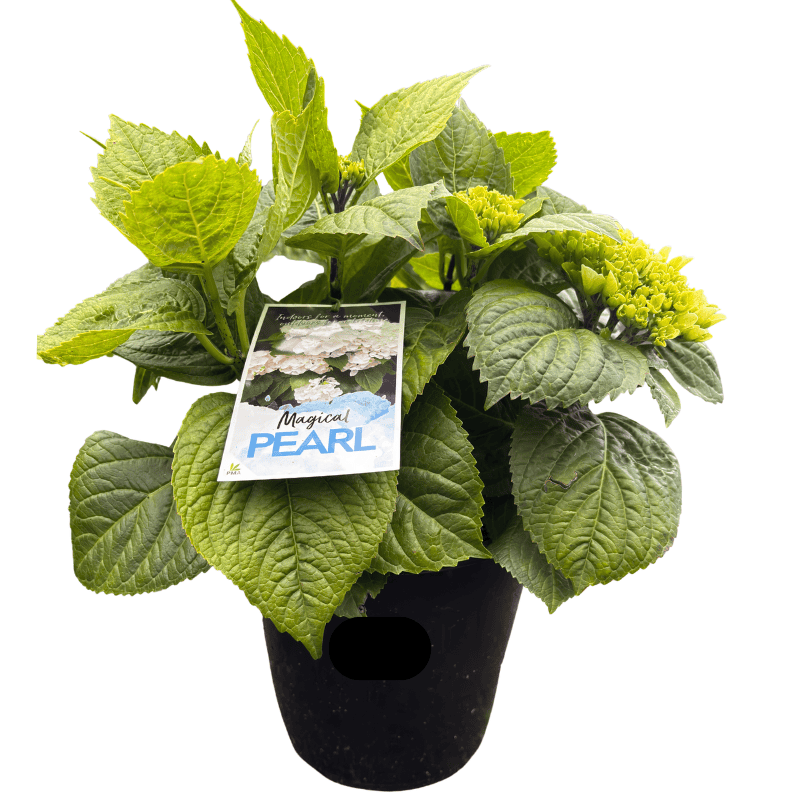 Hydrangea Magical Pearl 20cm – Gardenworld