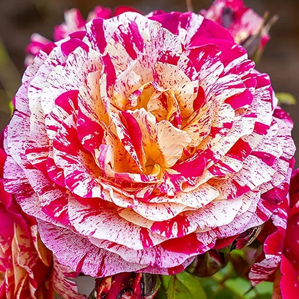 Rose It's Magic Bush 20cm Pot – Gardenworld