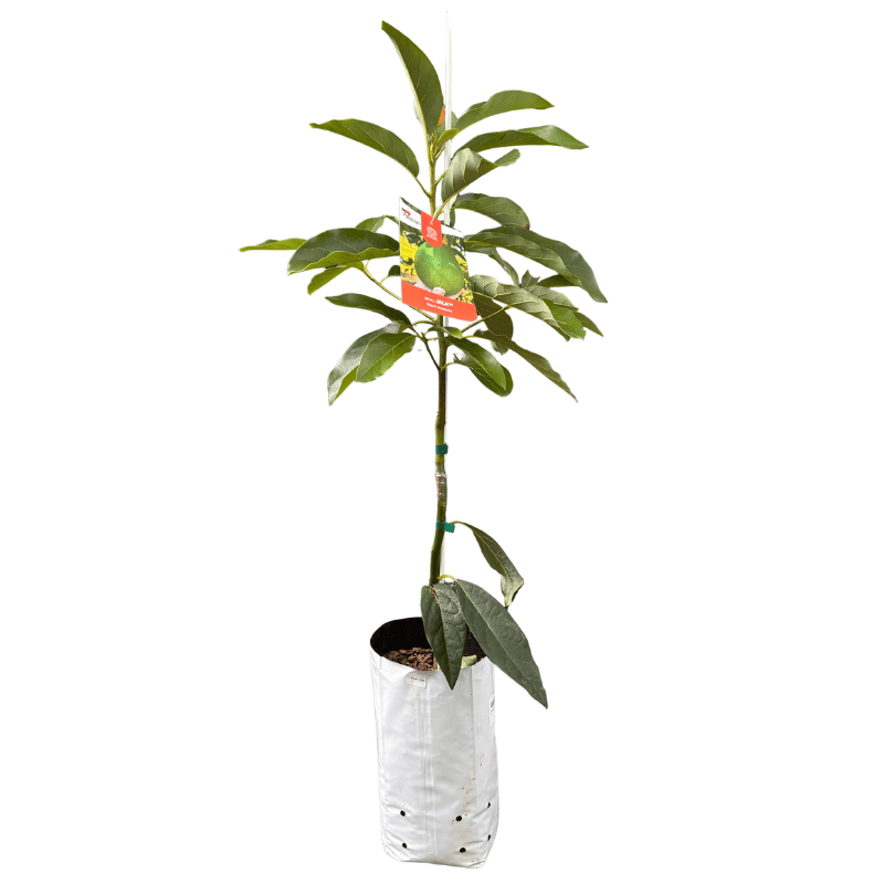 Avocado Jala 5L – Gardenworld