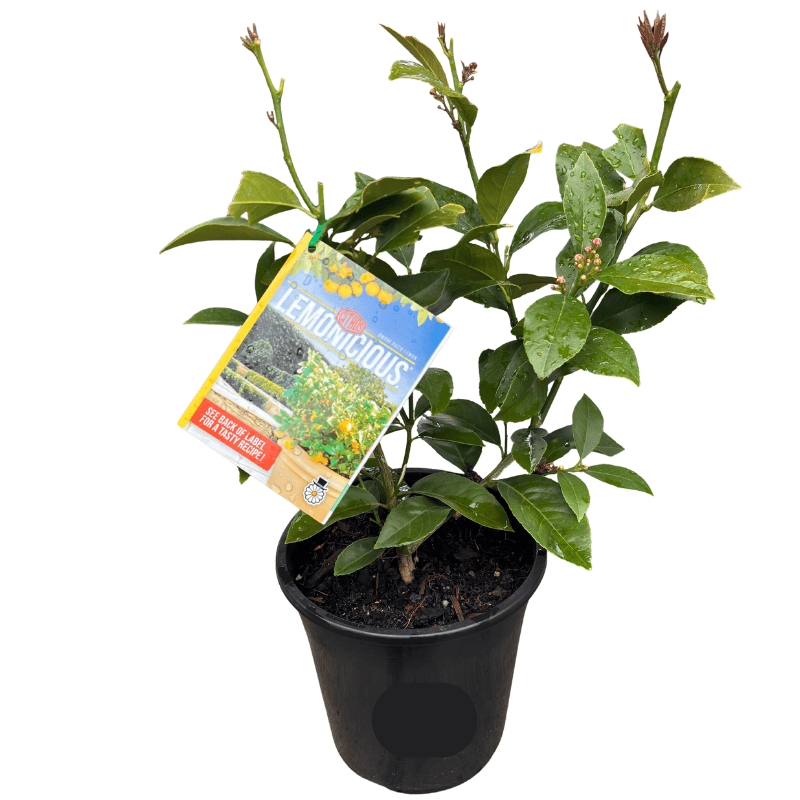 Lemon Lemonicious 17cm – Gardenworld