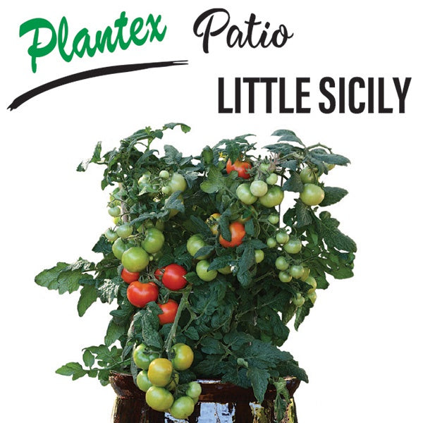 Tomato Little Sicily 10cm MP – Gardenworld