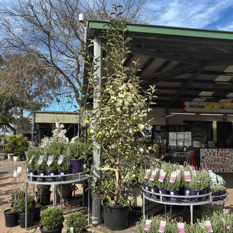 Magnolia Inspiration 50cm – Gardenworld