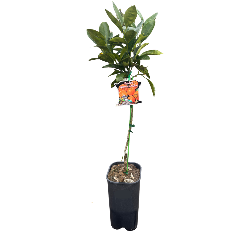 Mandarin Japanese Seedless 18cm – Gardenworld