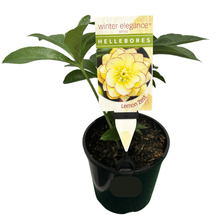 Helleborus 'Double Lemon Zest' 14cm – Gardenworld