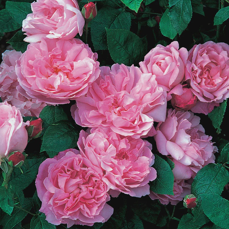 Rosa Mary Rose Bush 20cm (David Austin) – Gardenworld