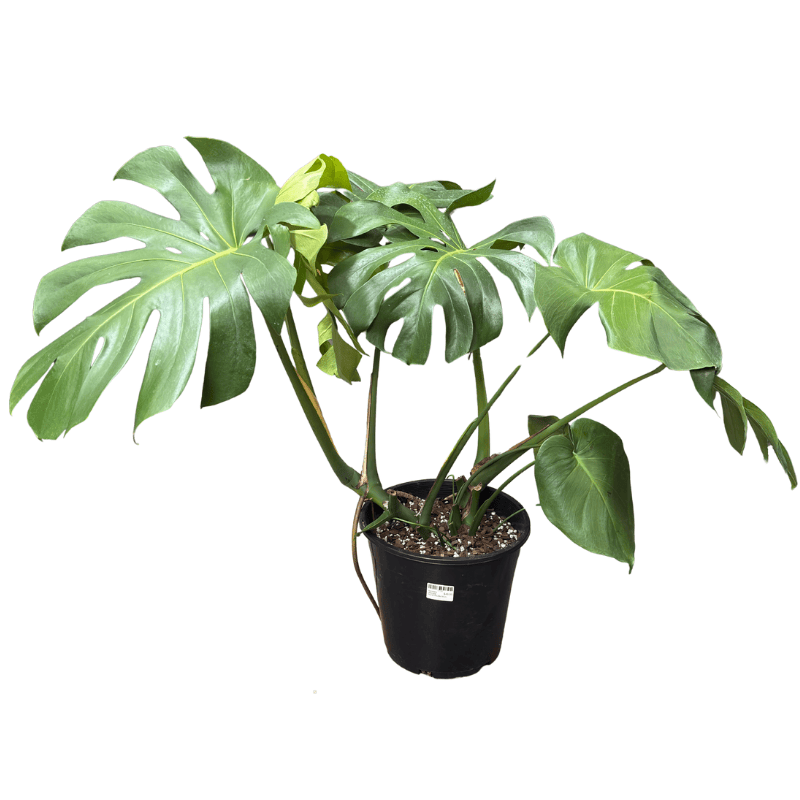 Monstera deliciosa Tauerii Double 25cm – Gardenworld