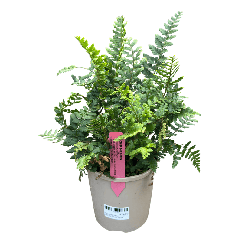 Ferns – Gardenworld