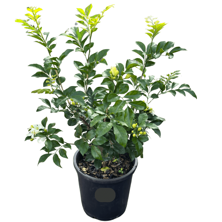 Murraya paniculata 20cm – Gardenworld