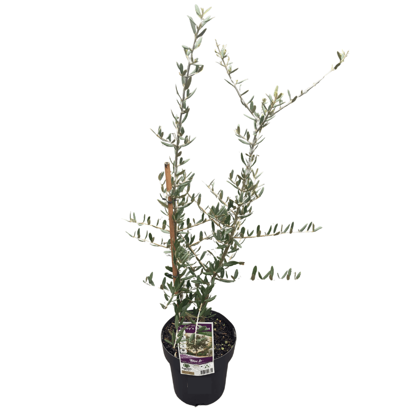 Olive Tolley's Upright 18cm – Gardenworld
