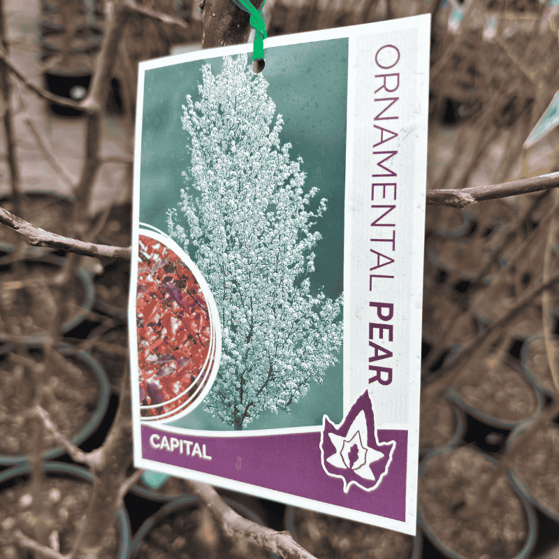 Pyrus Capital Size 1 – Gardenworld