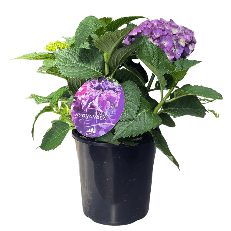 Hydrangea Ball Type Purple 20cm – Gardenworld
