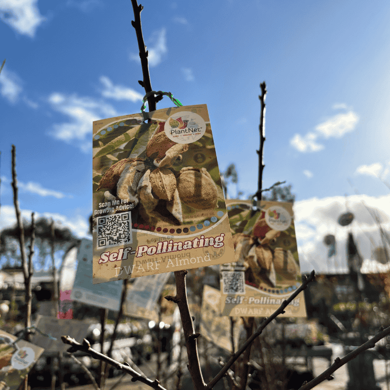 Almond Dwarf Self Pollinating – Gardenworld