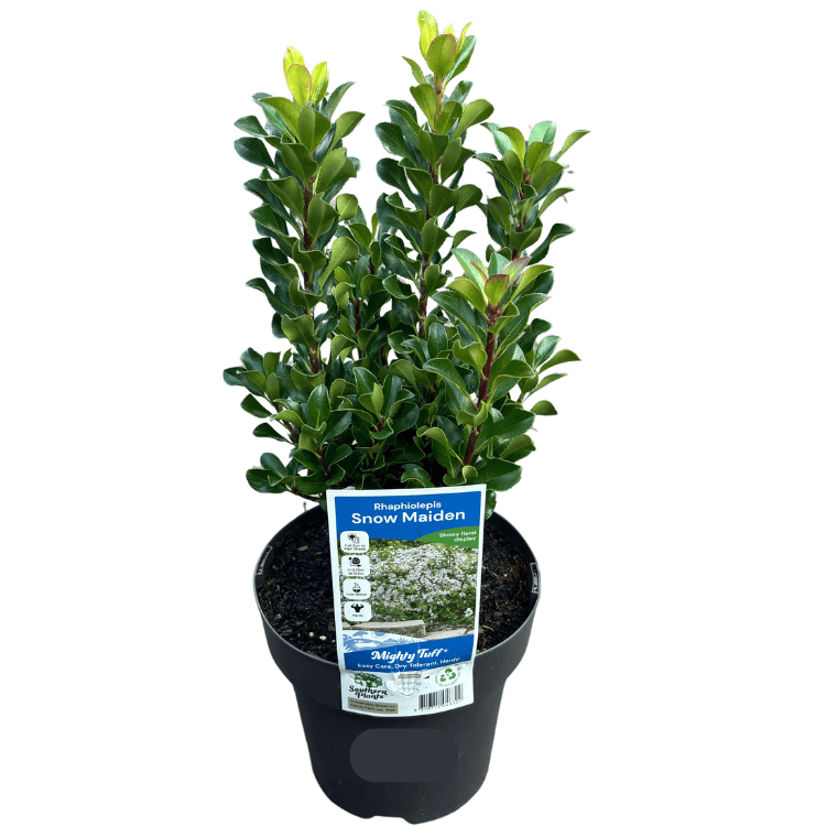 Rhaphiolepis 'Snow Maiden' 18cm – Gardenworld