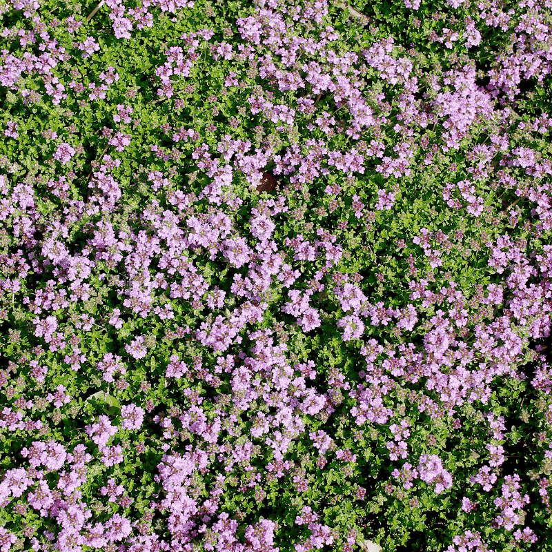 Thymus Candy Buttons 14cm – Gardenworld