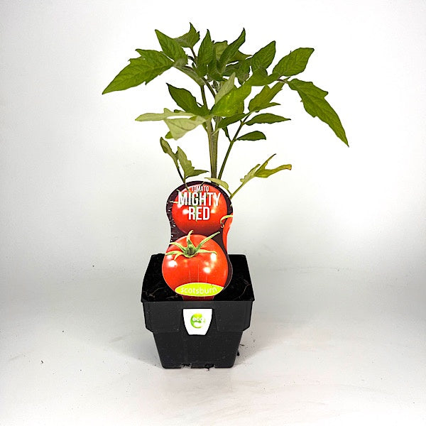 Tomato Mighty Red 10cm – Gardenworld