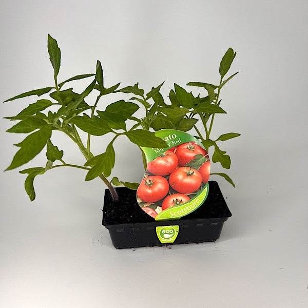 Tomato Mighty Red Punnet – Gardenworld