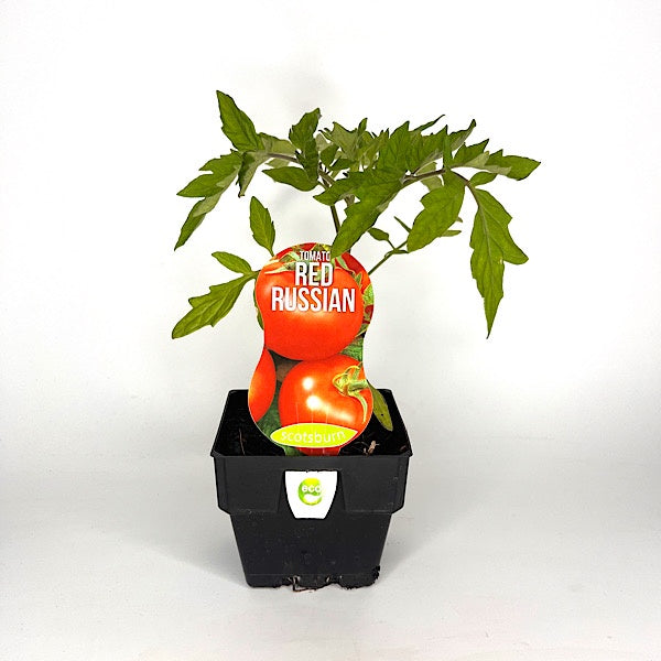 Tomato Red Russian 10cm – Gardenworld