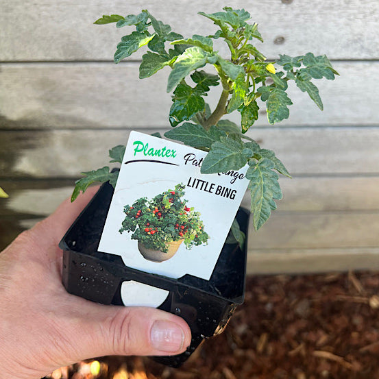 Tomato Little Bing 10cm MP – Gardenworld