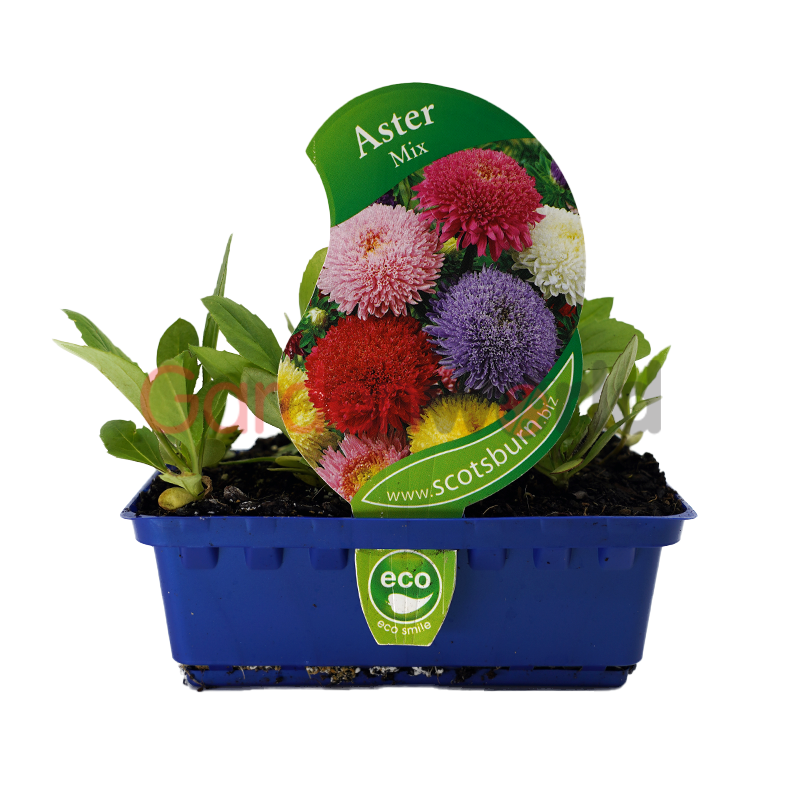 Aster Mix Punnet – Gardenworld
