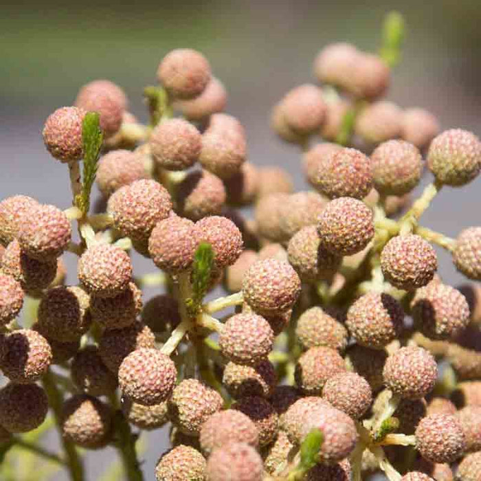 Plants – Gardenworld