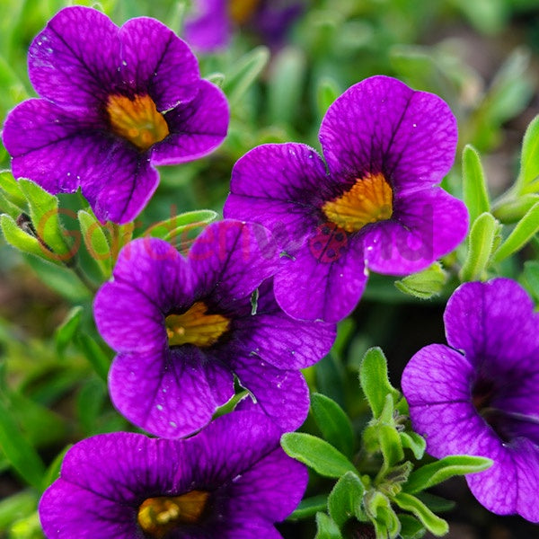 Calibrachoa Dark Blue – Gardenworld