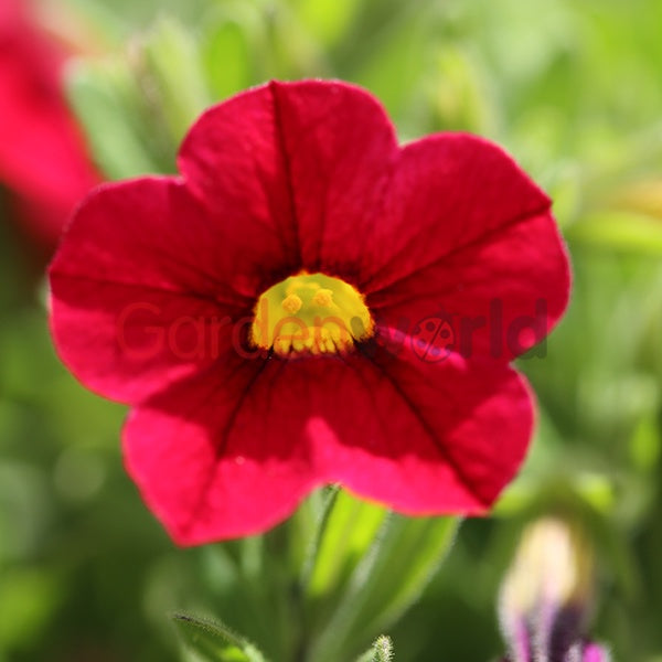 Calibrachoa Red – Gardenworld