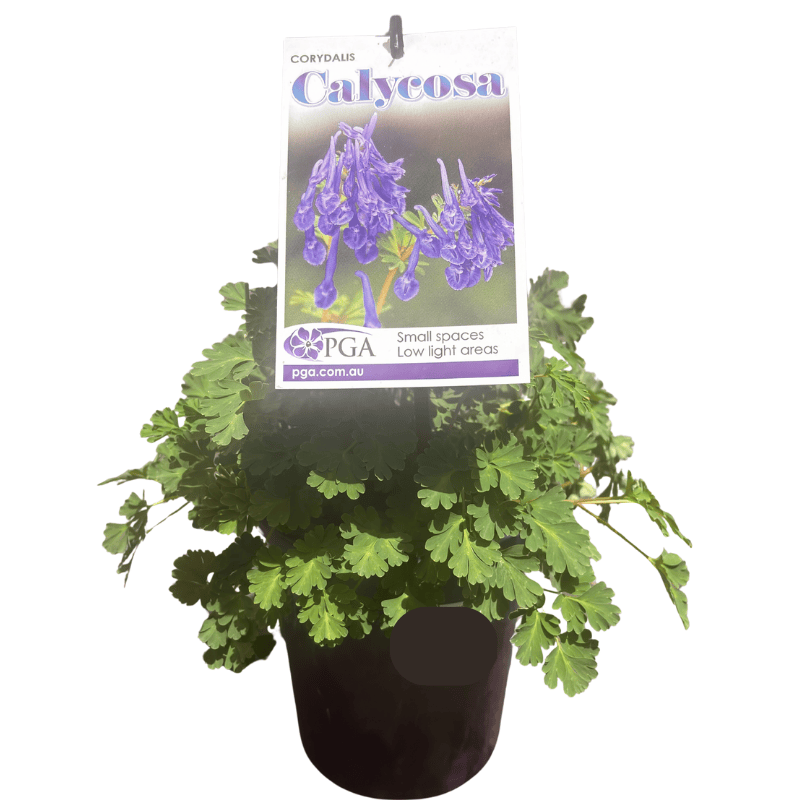 Corydalis calycosa 14cm – Gardenworld