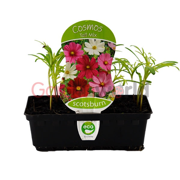 Cosmos Sensation Tall Mix Punnet – Gardenworld