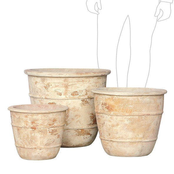 Dimitri Cone Antiqua – Gardenworld